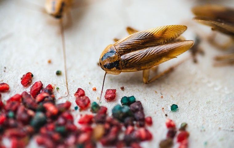 Pest Spotlight: Handling The German Roaches In Santa Barbara | Jhonny's ...